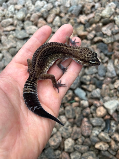 Black Night Black Pearl Charcoal Leopard Gecko by Xtreme Exotics Canada