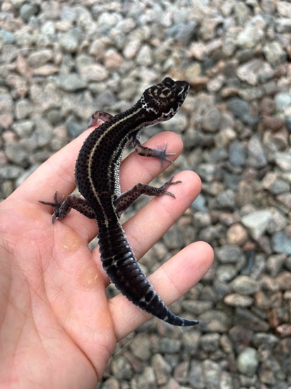 Black Night Black Pearl Charcoal Leopard Gecko by Xtreme Exotics Canada