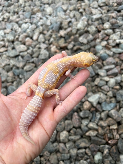 Light Lava Black Night Leopard Gecko by Xtreme Exotics Canada