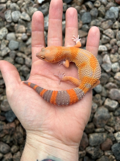 Tremper Lava Black Night X Blood Emerine Leopard Gecko by Xtreme ...