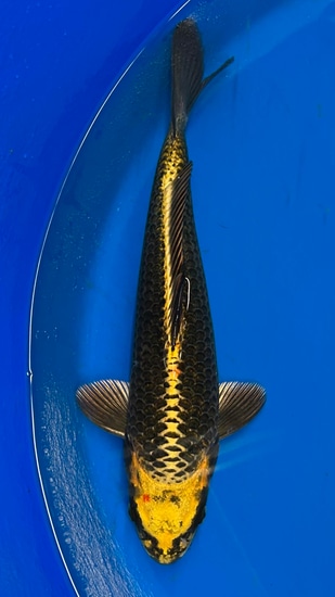 Kin Ki Matsuba 12" Koi by Xtreme Exotics Canada