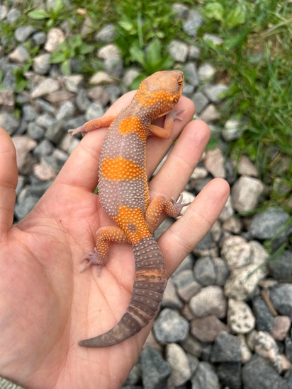 Lava Black Night X Blood Emerine Regrown Tail Tip Leopard Gecko by ...