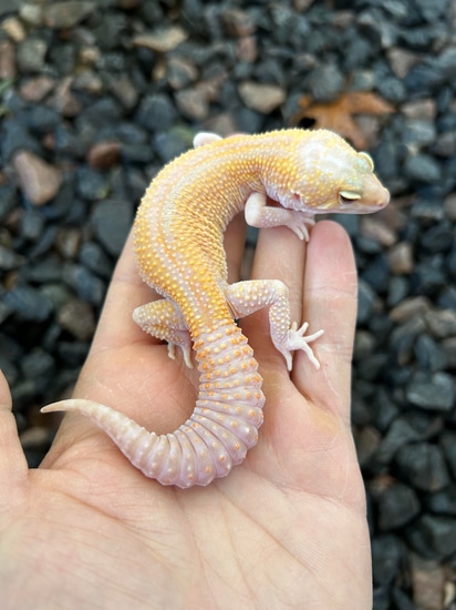 Lava Black Night Cipher RTB 2024 Female Leopard Gecko by Xtreme Exotics Canada
