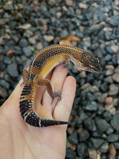 Black Night Mandarin 66% Het Tremper Leopard Gecko by Xtreme Exotics Canada