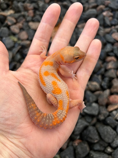 Lava Black Night Red 2024 Female Leopard Gecko by Xtreme Exotics Canada