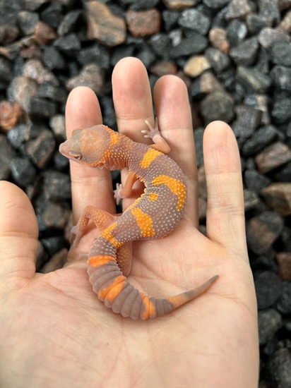 Red Lava Black Night Leopard Gecko by Xtreme Exotics Canada