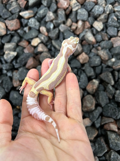 Night Light Leopard Gecko by Xtreme Exotics Canada