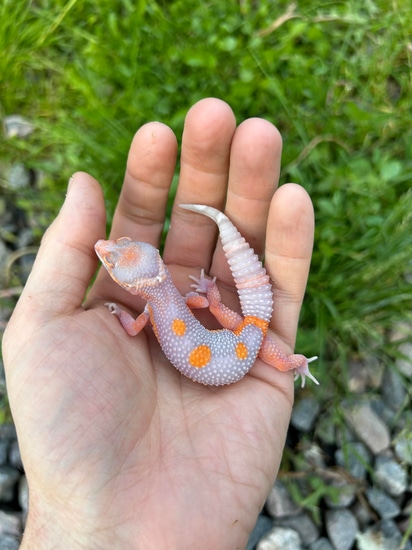 Scorched Bell Leopard Gecko by Xtreme Exotics Canada