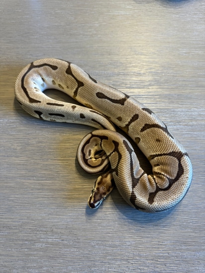 Fire Spider Ball Python by Xtreme Pets