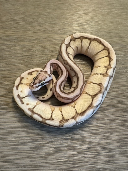 Queen Bee Ball Python by Xtreme Pets