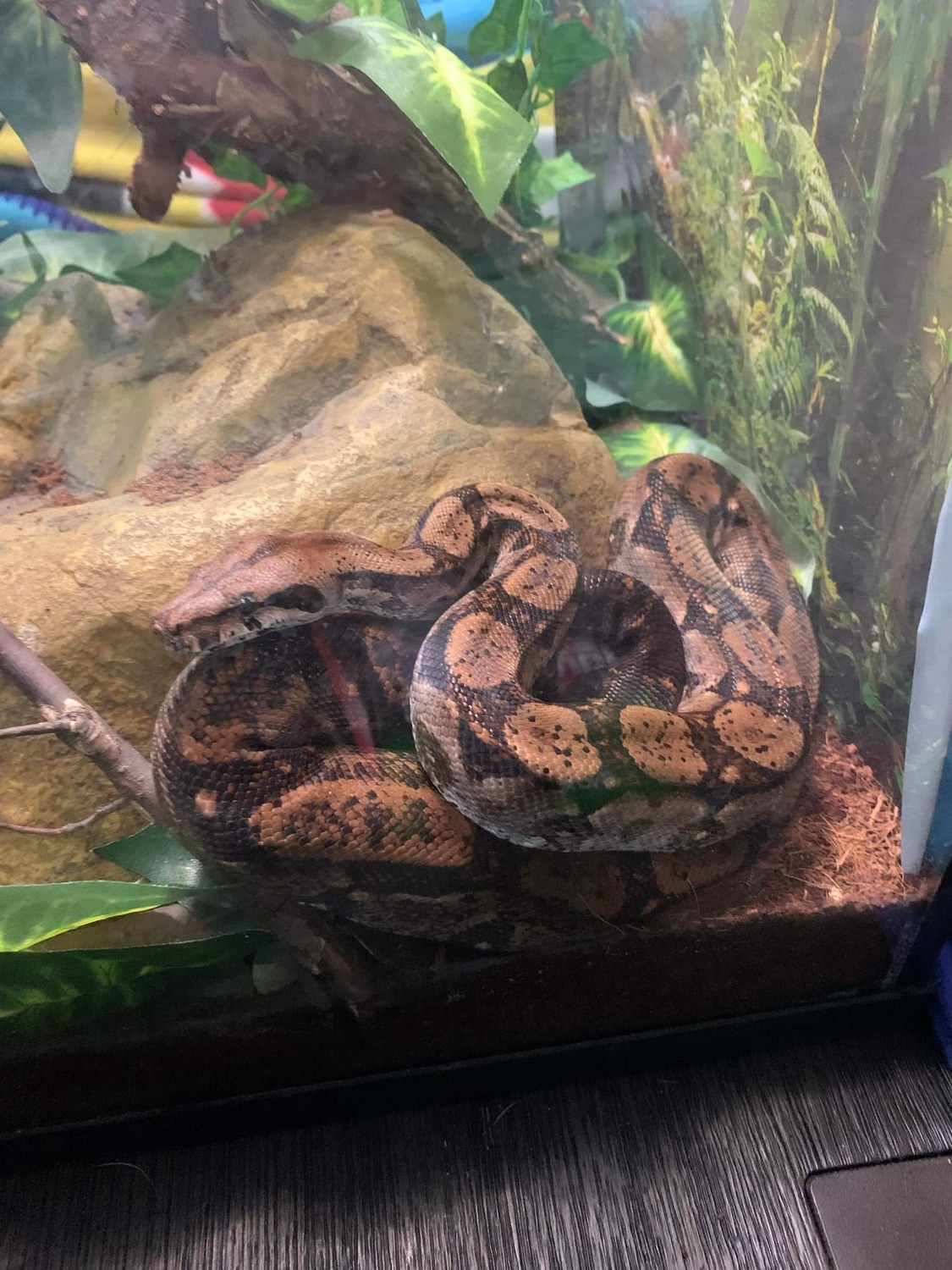 Central American Dwarf Boa. True Red-tailed Boa Constrictor by Aces ...