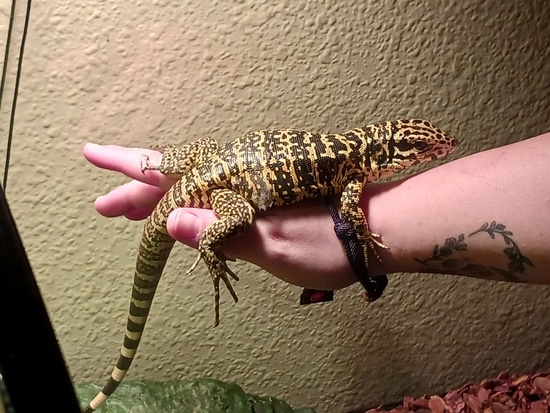 Golden Tegu Columbian Tegus by Ges exotic selection