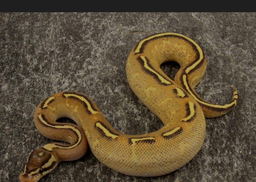1.0 Fire Super Gravel Ball Python by Nero King Pythons - MorphMarket