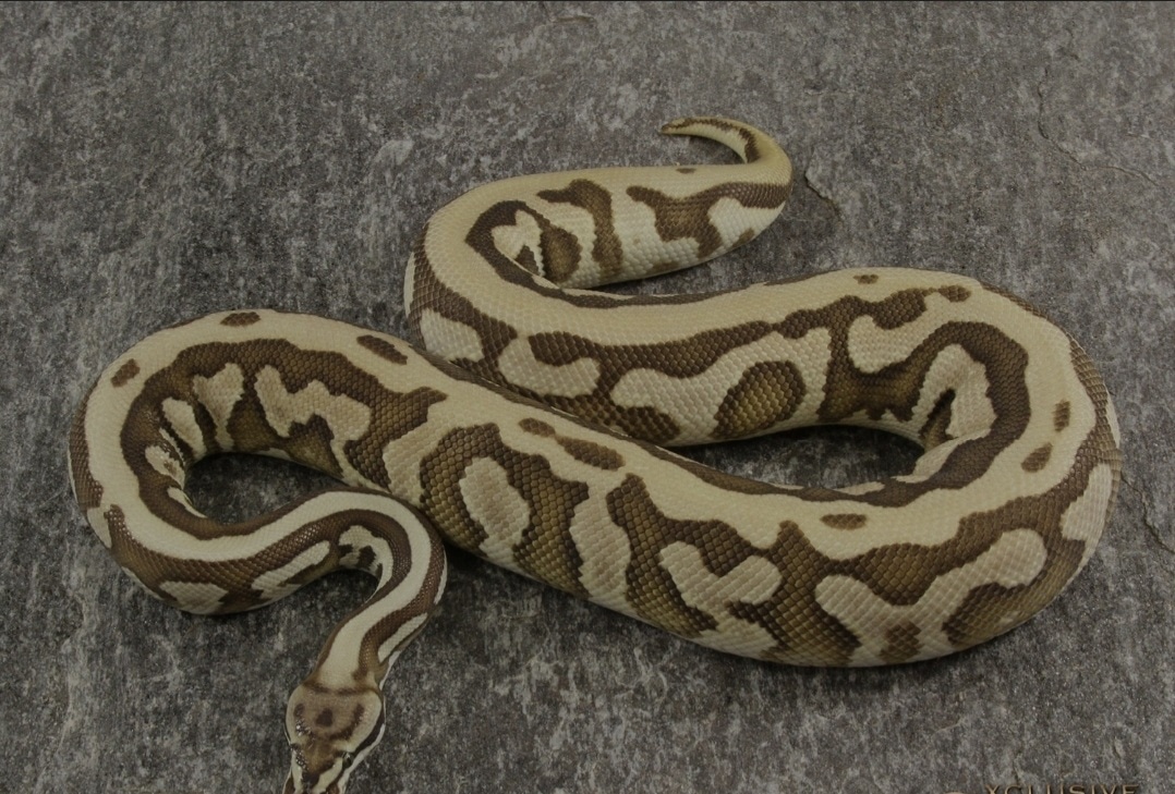 1.0 Lesser Leopard Spotnose Het Clown Ball Python by Nero King Pythons ...