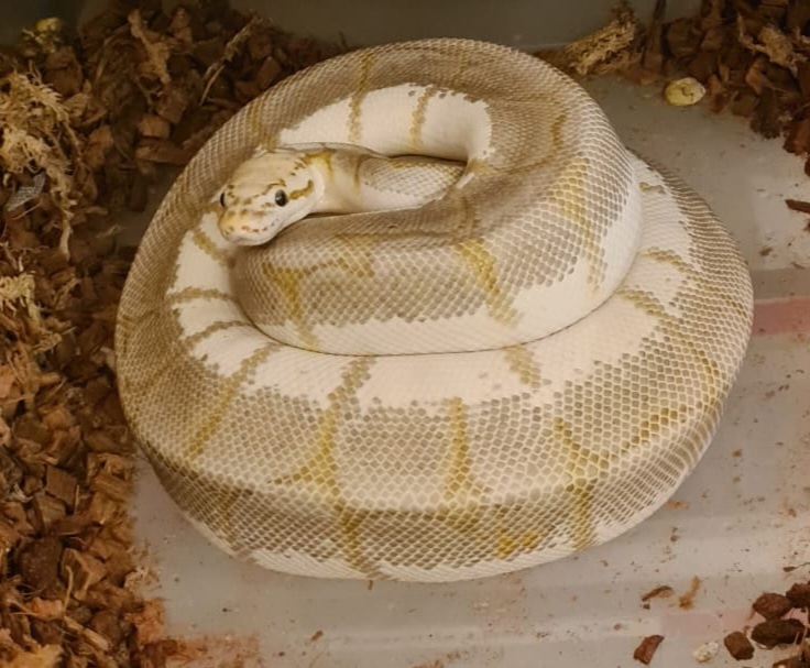 Axanthic Breeder !Bamboo Bumblebee 100 % Het Axanthic Tsk Ball Python ...