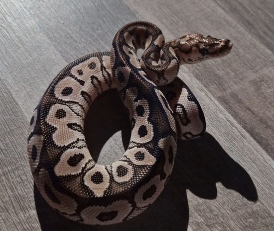 1.1 Clown Axanthic Tsk Project Ball Python by Nero King Pythons
