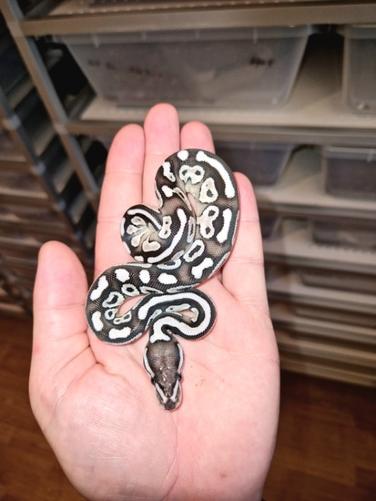 Axanthic Tsk Fire Ball Python by Nero King Pythons