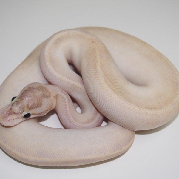 Ivory Ball Python by XYZReptiles - MorphMarket