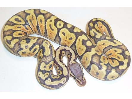 Pastel Ghost Ball Python by XYZReptiles - MorphMarket