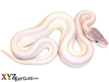 Baby Super Mojave Ball Python by XYZReptiles - MorphMarket
