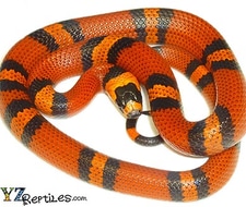 Andean Milk Snakes for Sale - MorphMarket US & Canada