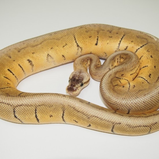 Super Blast Ball Python by XYZReptiles