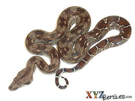 Central American Dwarf Boa (Nicaraguan) Boa Constrictor by XYZReptiles