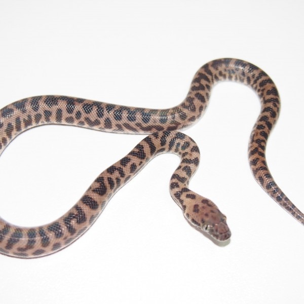 Spotted Python by XYZReptiles - MorphMarket