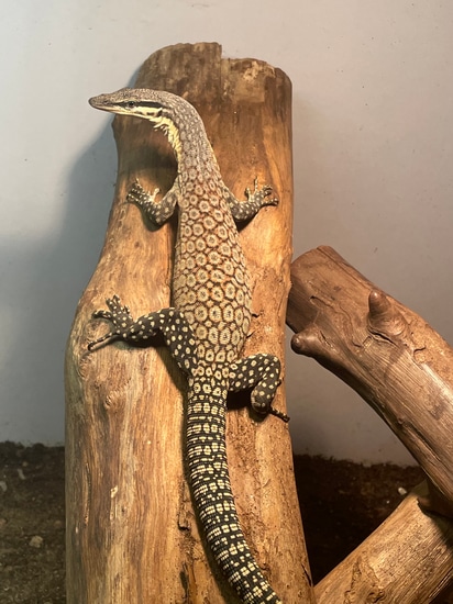 Kimberly Rock Monitor Other Monitor by Flashtheackiemonitor
