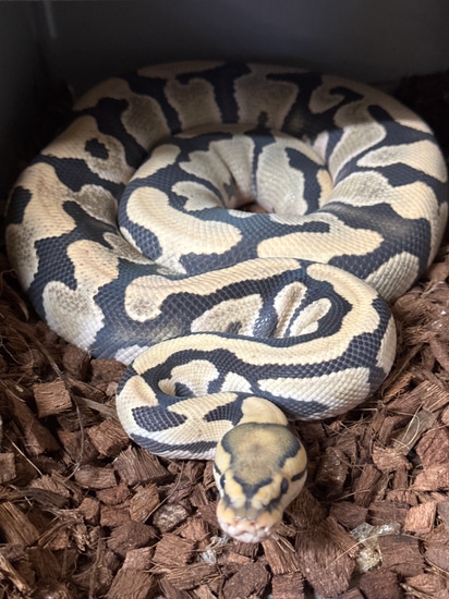 DG Crypton Ball Python by Donny Schott Ballz