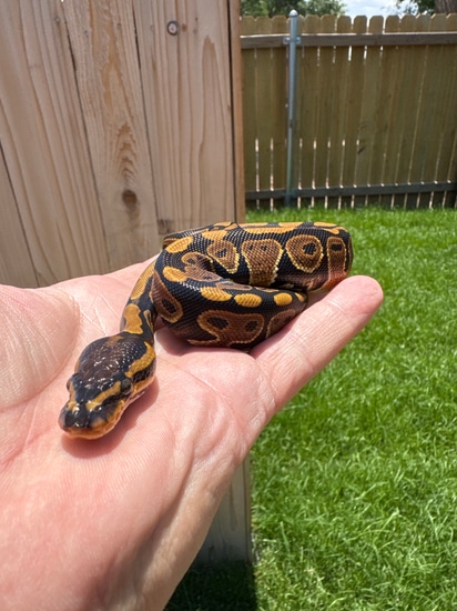Redhead Het Clown Girl Ball Python by Donny Schott Ballz
