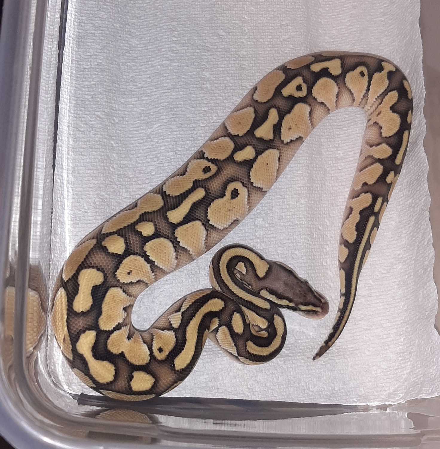 Pastel Lesser Blade 66% Het Clown Ball Python by Yakoosh's Critter ...