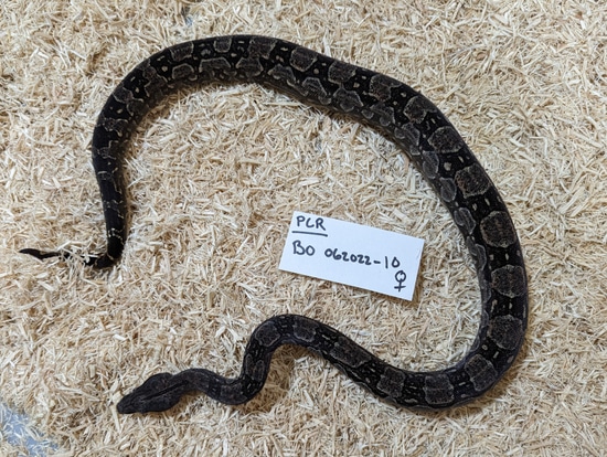 Pure Argentine Boa Female Argentine Boa Constrictor by Pewter City Reptiles