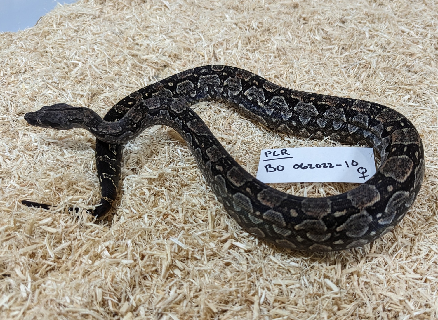 Pure Boa Female Argentine Boa Constrictor by Pewter City Reptiles ...