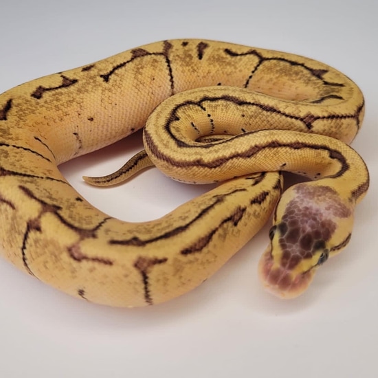 Dragonfly Ball Python by Yampy Yard Exotics