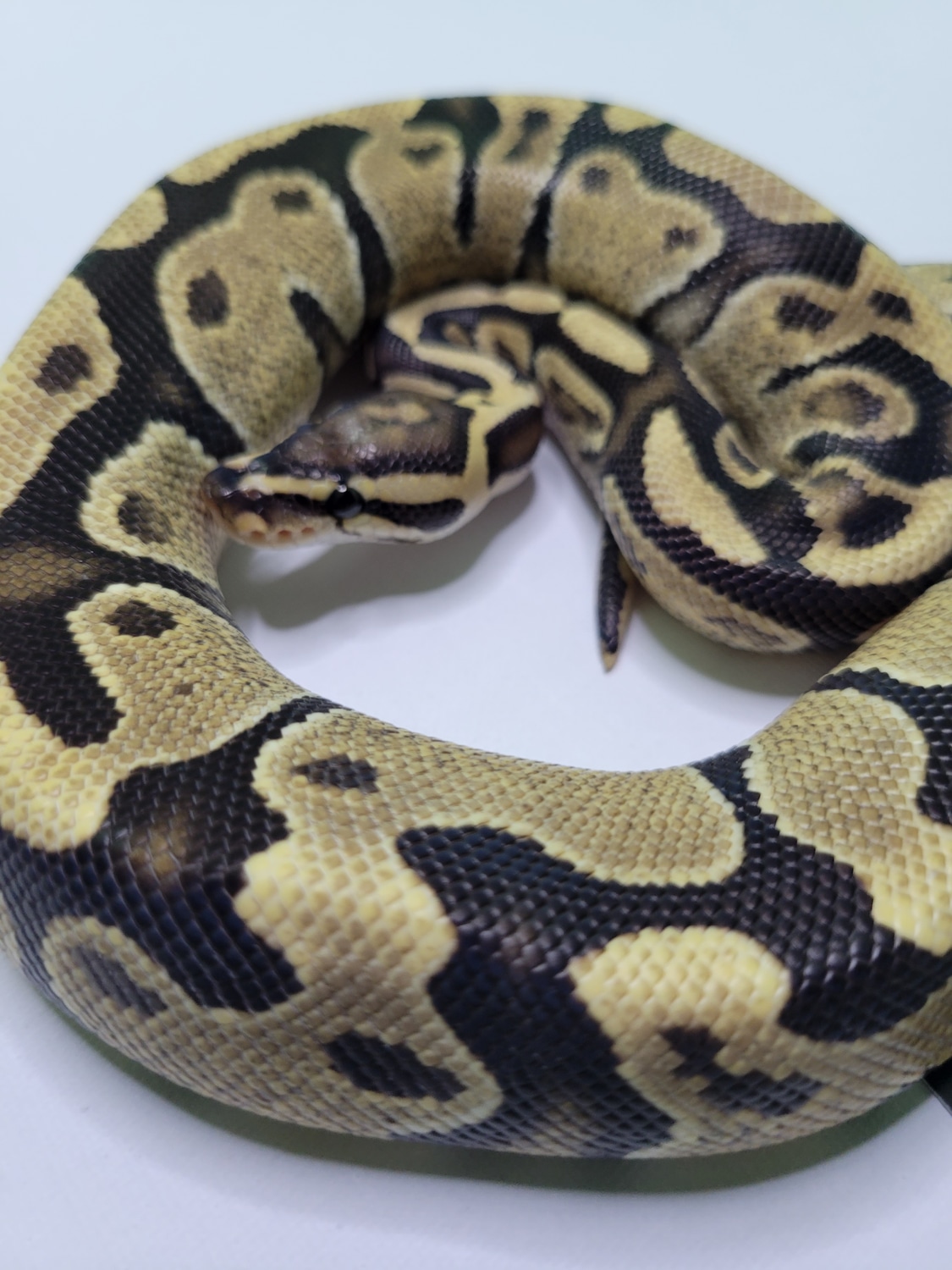 Fire Het Clown Ball Python by Yancey's Royal Pythons - MorphMarket