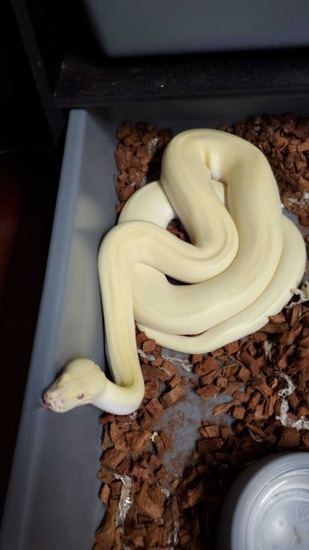 2018 Female Blizzard (SuperHypo Albino) Burmese Python by Big T's Exotics