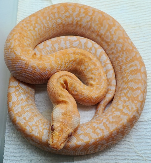 Albino Granite Het Caramel Burmese Python by Big T's Exotics