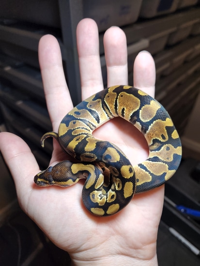 YB PosTriple Het TSK Axanthic Clown Pied Ball Python by Big T's Exotics ...