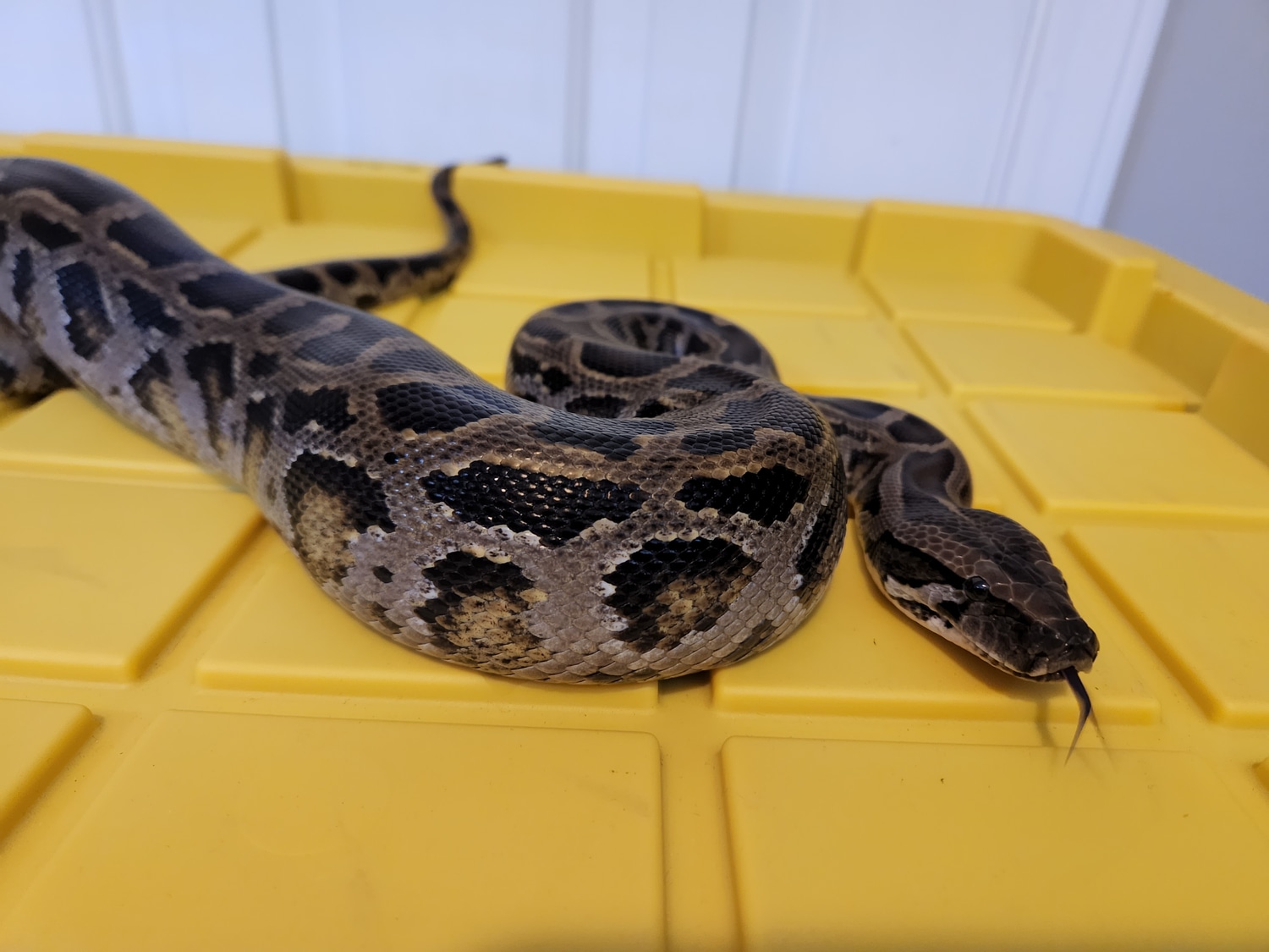 DH Pied Albino PH Granite Burmese Python by Big T's Exotics - MorphMarket