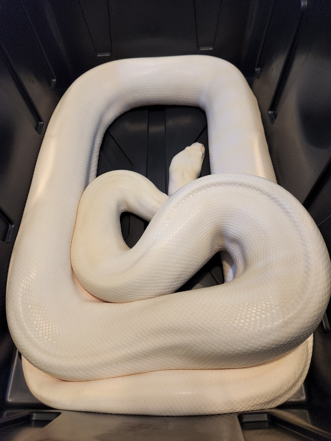 Proven Breeder Ivory Granite Burmese Python by Big T's Exotics ...