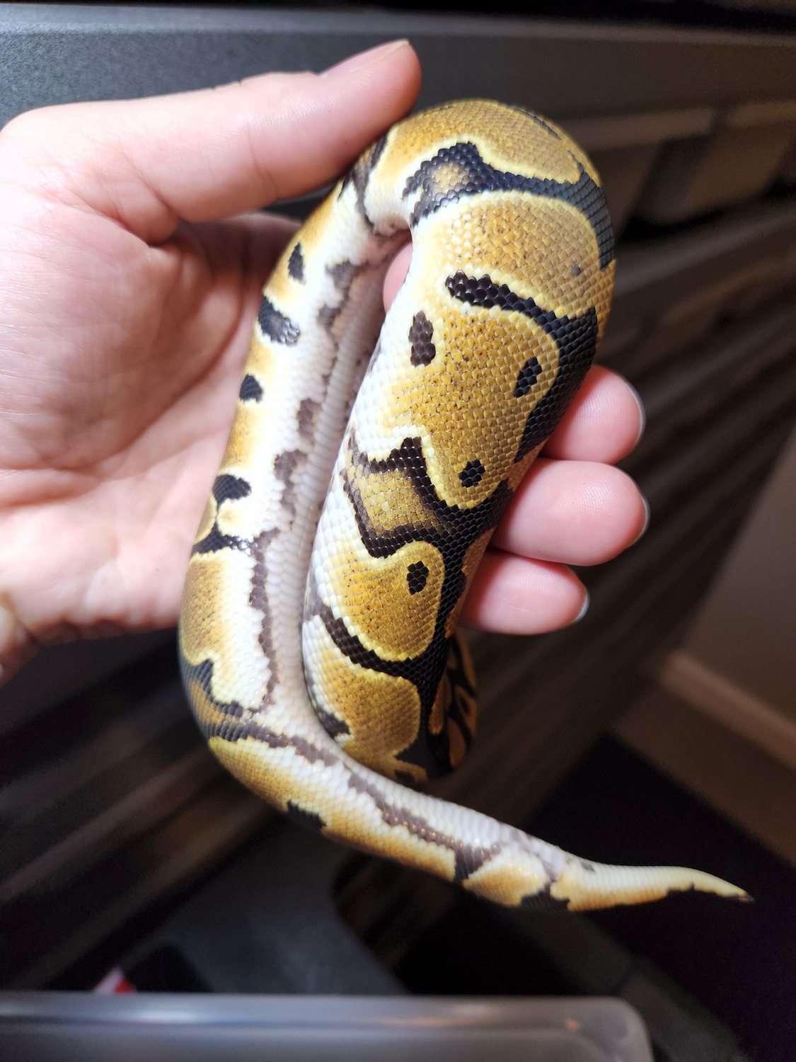 YB PosTriple Het TSK Axanthic Clown Pied Ball Python by Big T's Exotics ...