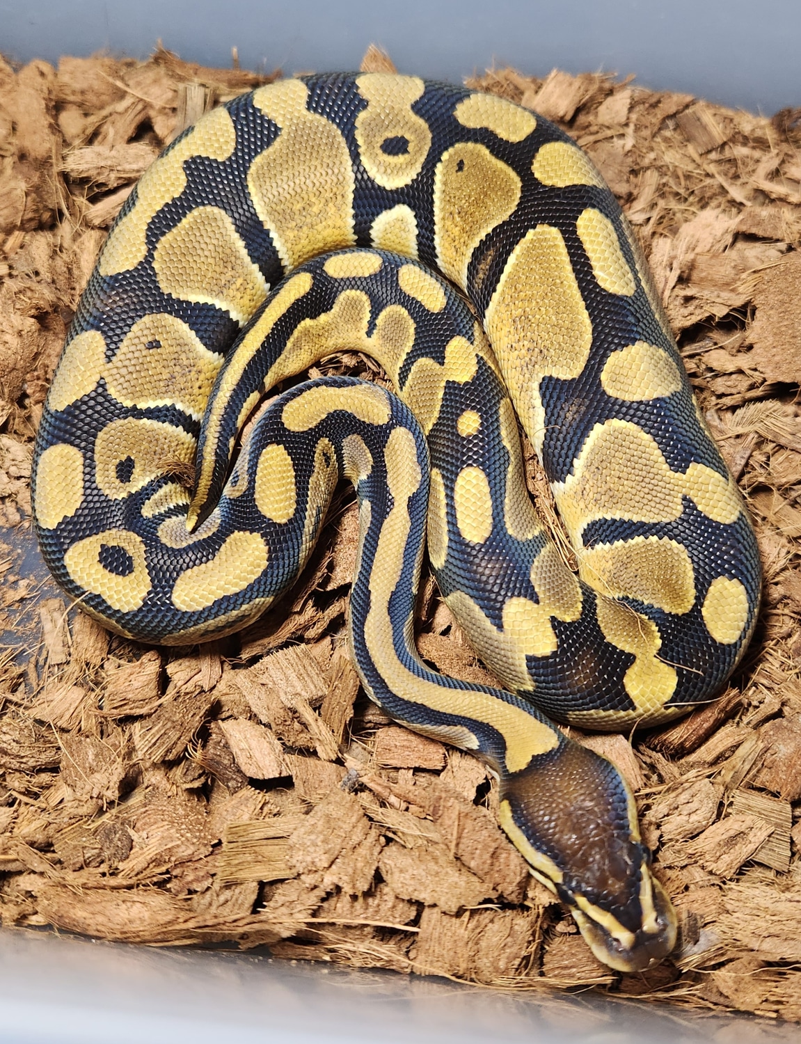 YB PosTriple Het Axanthic Clown Pied Ball Python by Big T's Exotics ...