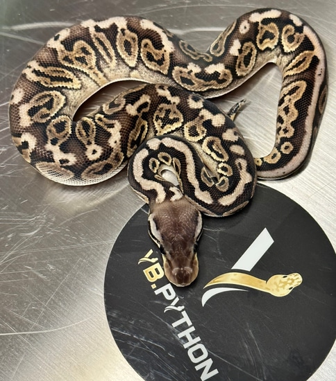 Black Pewter 100 % DH Desert Ghost/Clown Yann Ball Python by Yann Ball ...