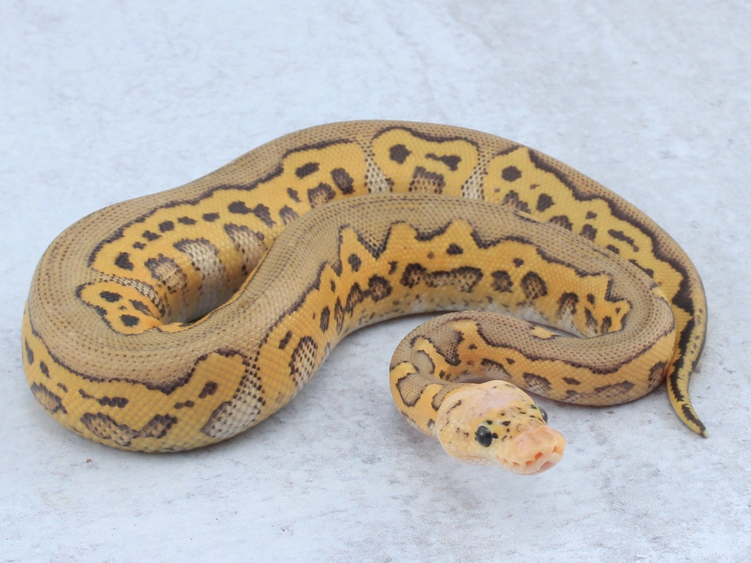 Killer Clown Ball Python by Matt Yates Reptile Co - MorphMarket