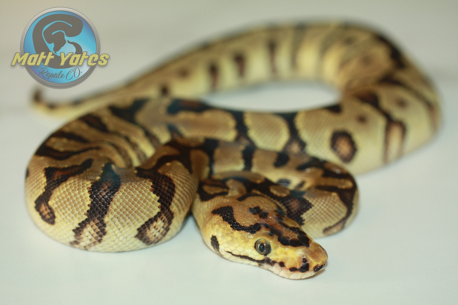 Spotnose Enchi OD Clown 50% Het Hypo 50% Het Desert Ghost Ball Python ...