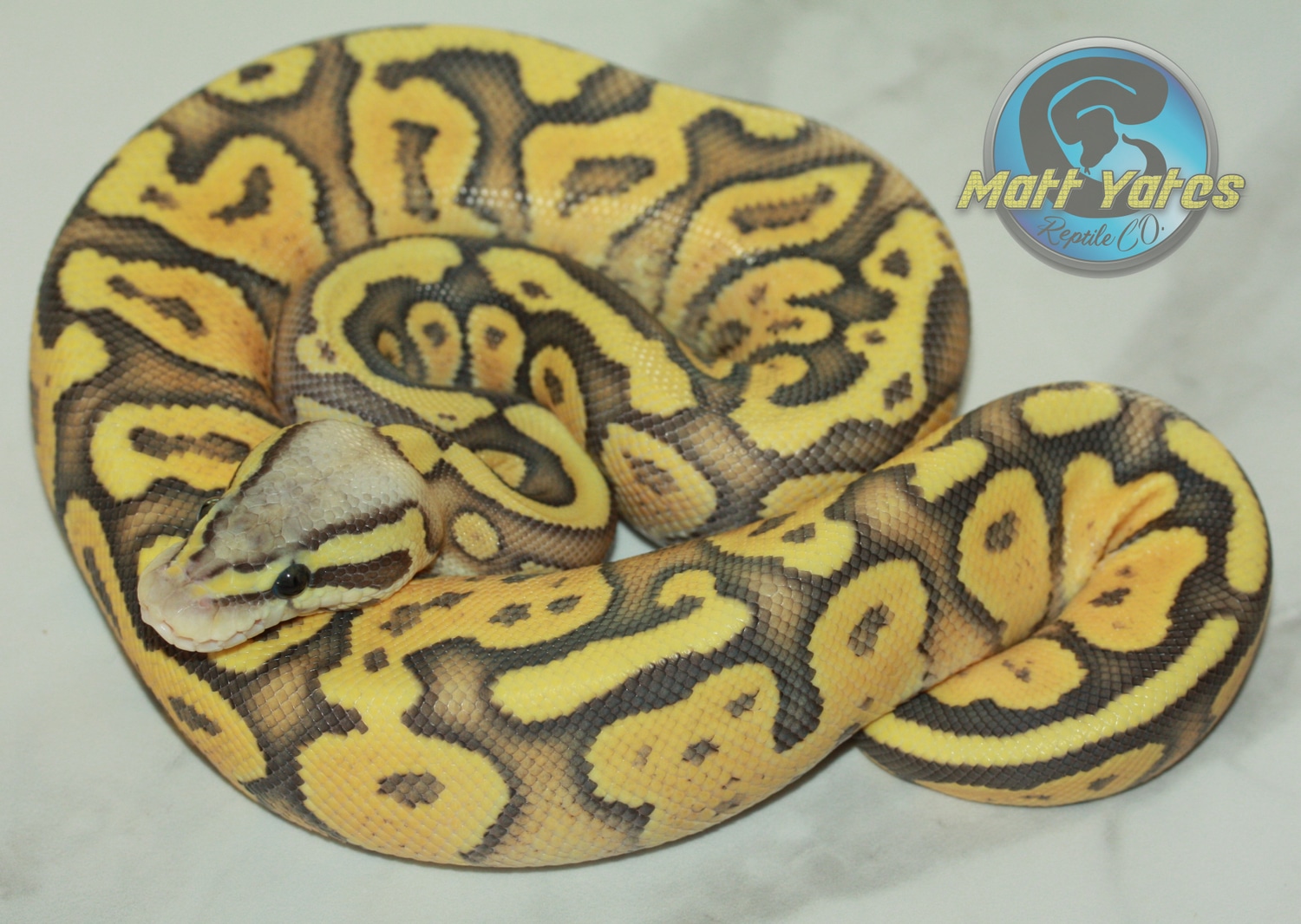 Firefly Yellowbelly Hypo Ball Python by Matt Yates Reptile Co - MorphMarket