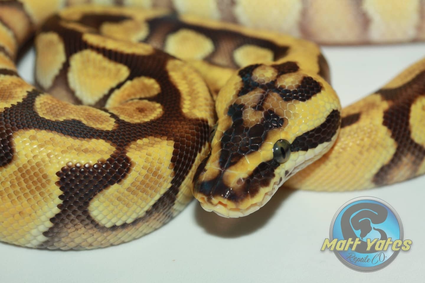 Spotnose Enchi (Cool Headstamp)+ Poss TH Ball Python by Matt Yates ...