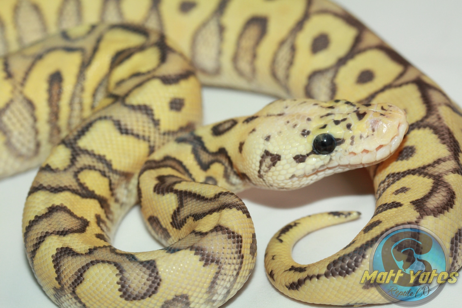 Spotnose Hypo Clown Pastel Ball Python by Matt Yates Reptile Co ...