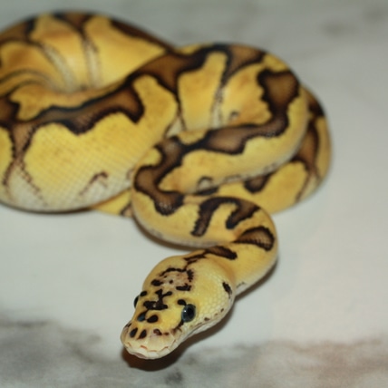 Pastel Enchi Clown 50% Het Desert Ghost **SHIPPNG INCLUDED** Ball ...